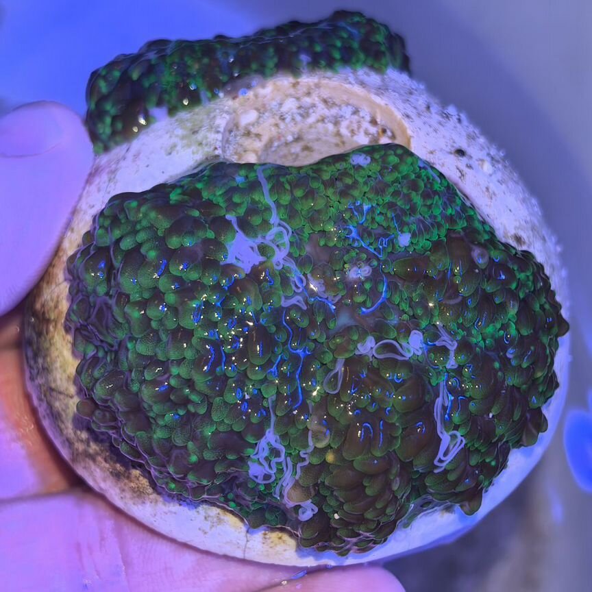 Морские кораллы