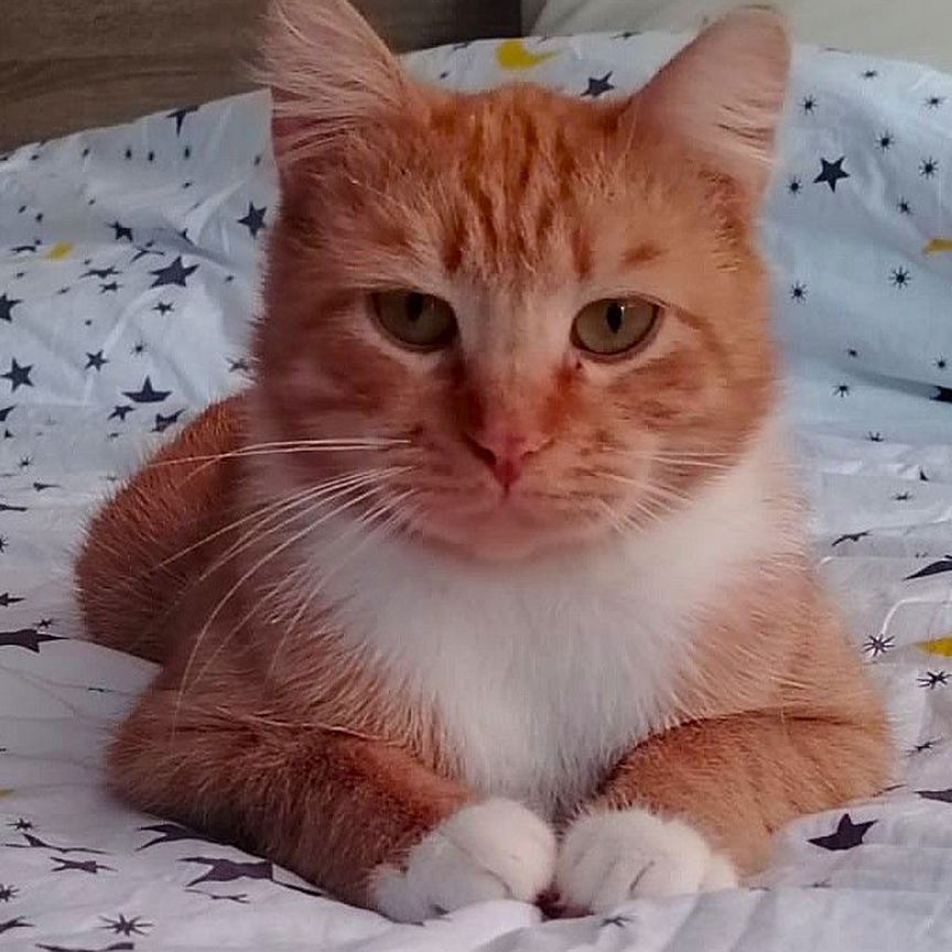 Кот рыжи почти ручной из леса