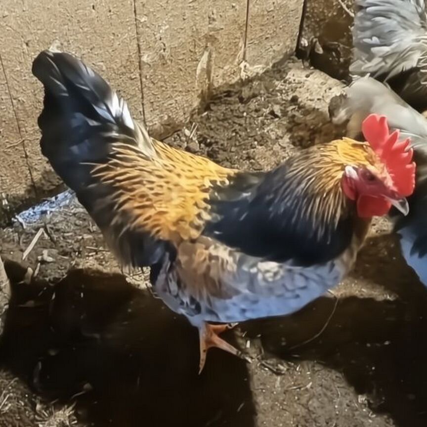 Молодые петухи домашние