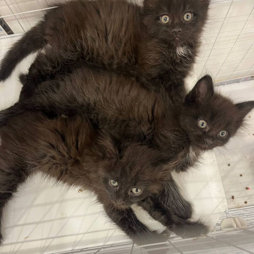 Котята милаши