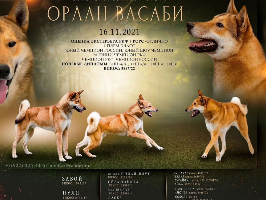 Щенки западно сибирской лайки с документами