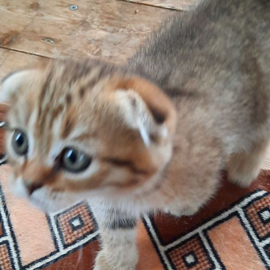 Шотландский вислоухий короткошёрстный котёнок