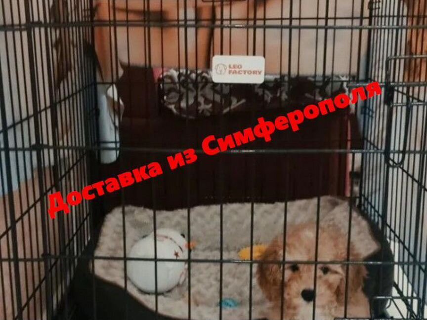 Клетка любого размера доставка в Гурзуф