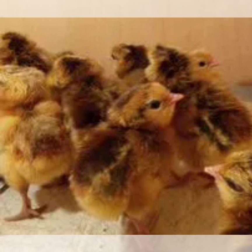 Цыплята суточные