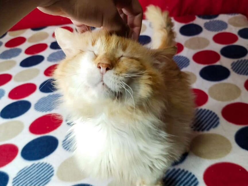 Кот Леон