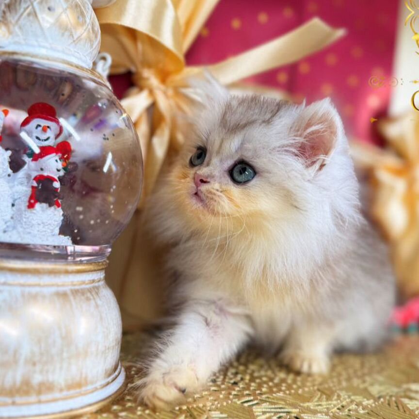 Манчкин котёнок