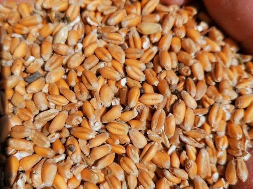 Семечко, Кормовая кукуруза на корм/посев