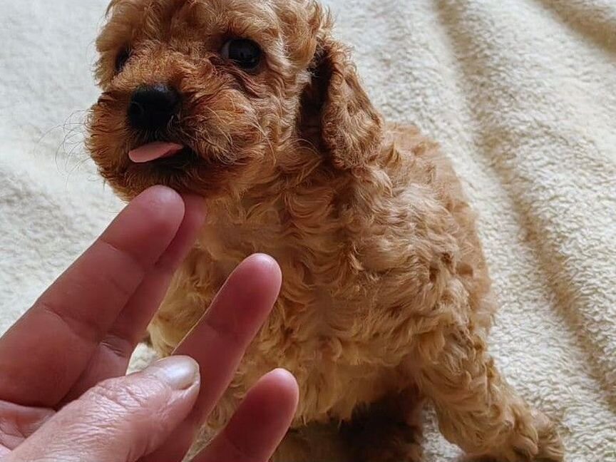Миниатюрный пудель щенки