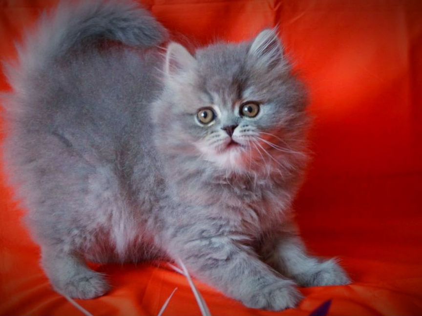 Британская пушистая кошечка