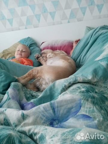 Вязка Американский кокер спаниель