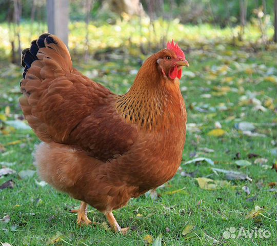 Бройлер цветной суточный ред бро