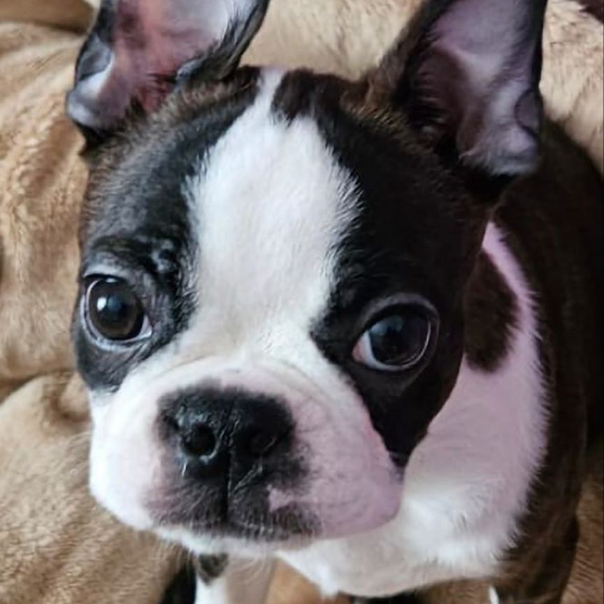 Продаём щенка