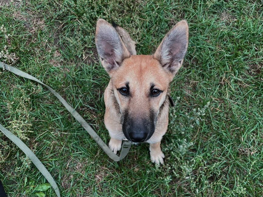 Щенок в добрые руки