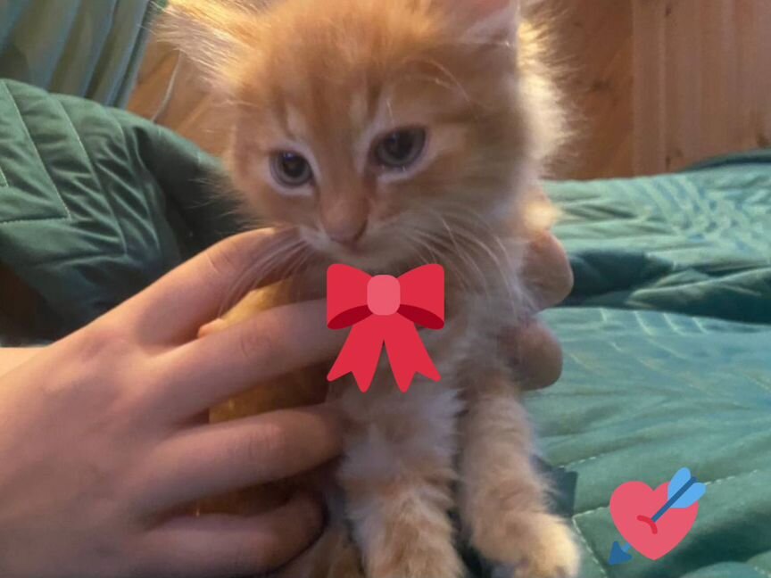 Сладкие булочки ищут домашний уют. В добрые руки)