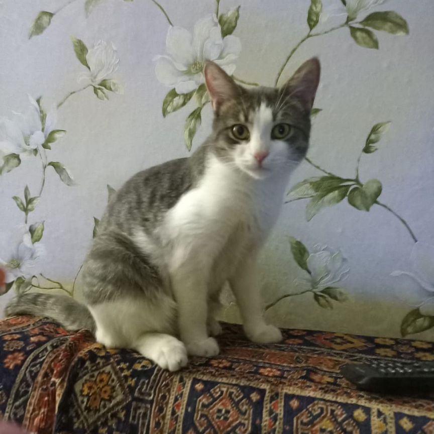 Котик Гриша