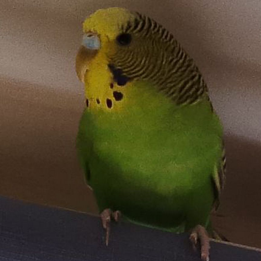Волнистый попугай ручной