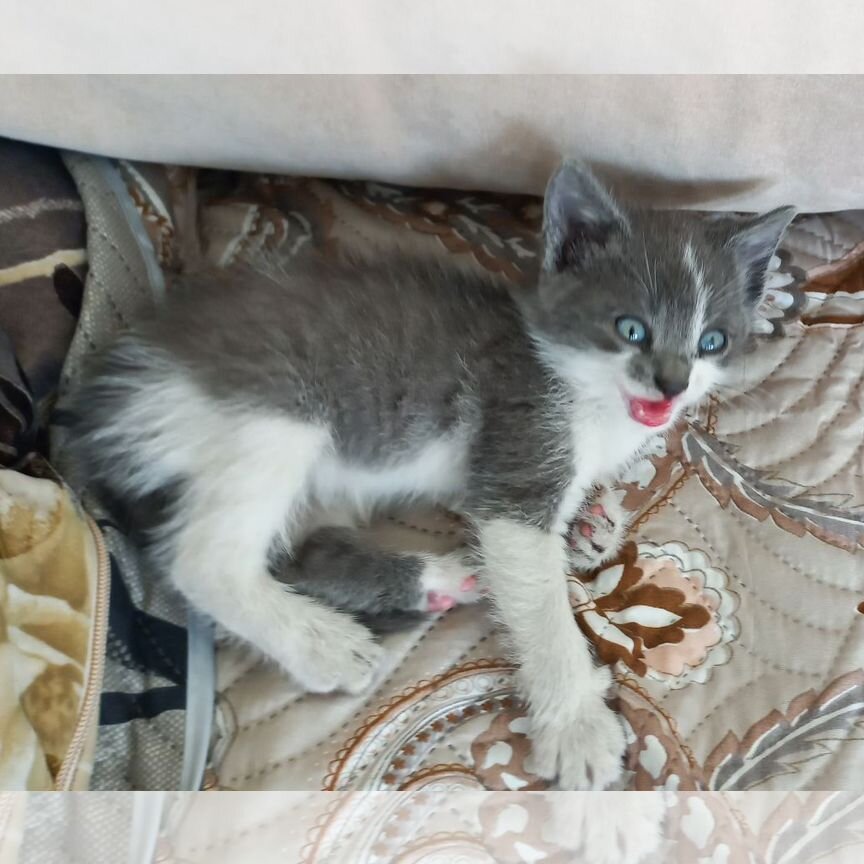 Котёнок в добрые руки