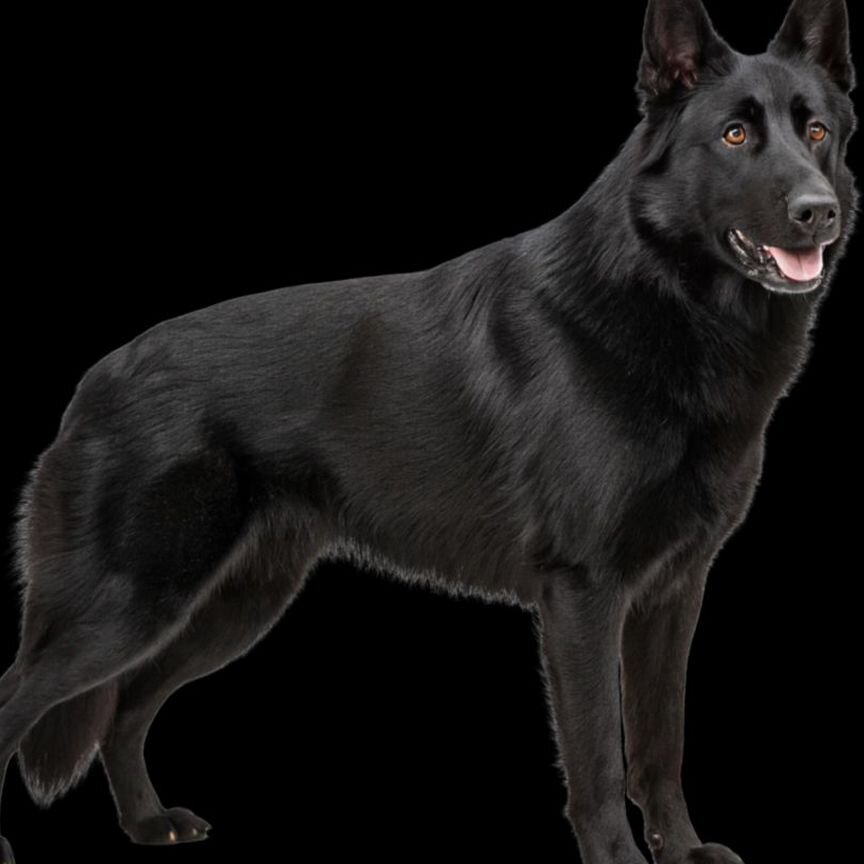 Немецкая овчарка, щенок