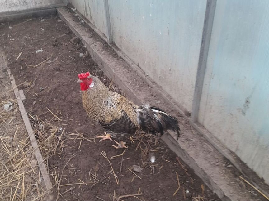 Петухи породы доминант и фавероль