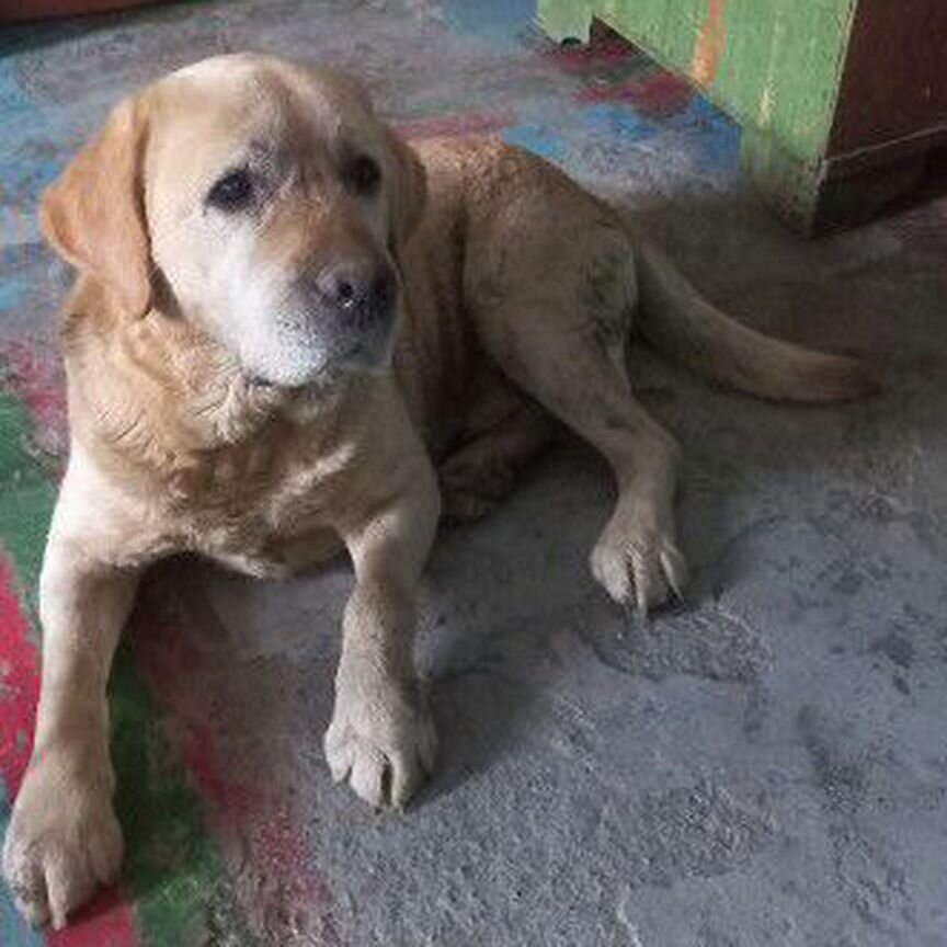 Лабрадор-ретривер, щенок