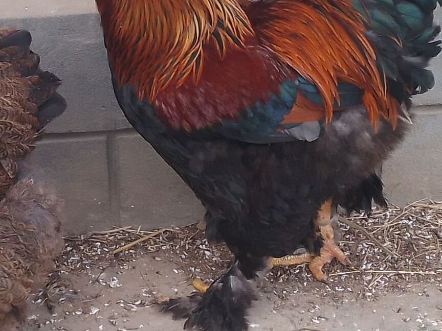 Инкубационное яйцо куропатчатой брамы