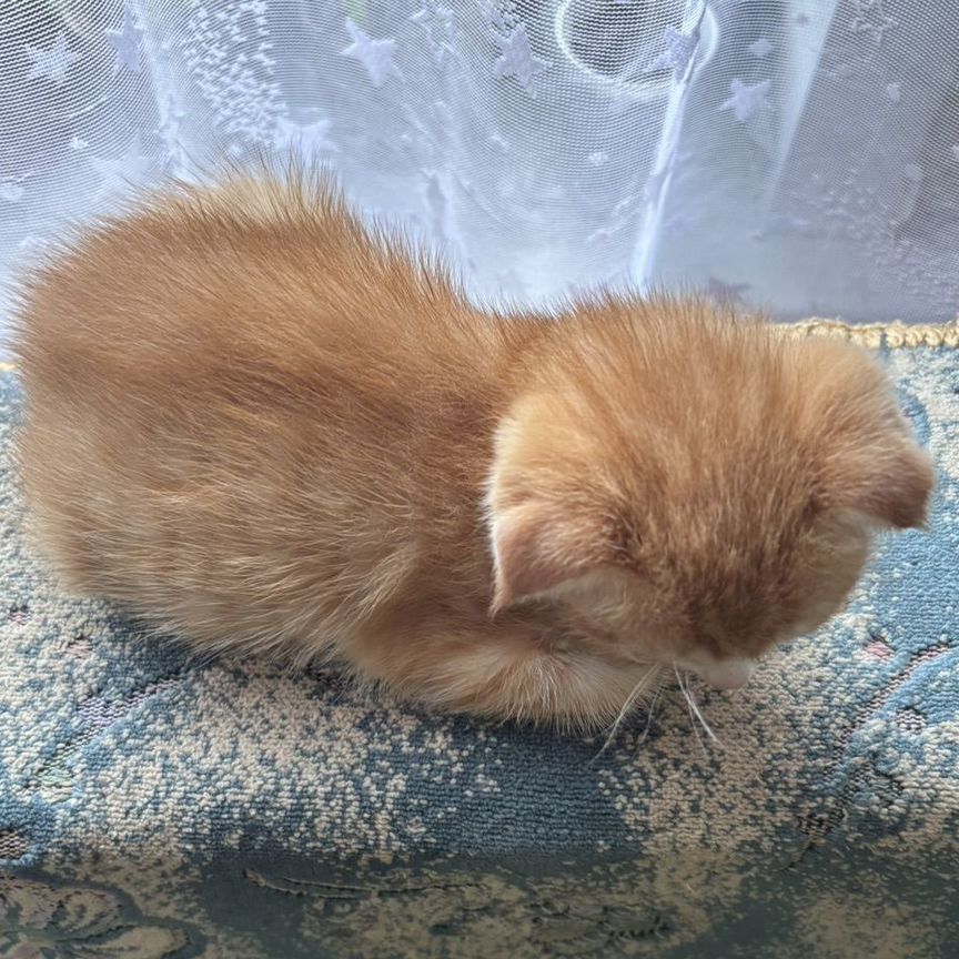 Шатланские вислоухие котята