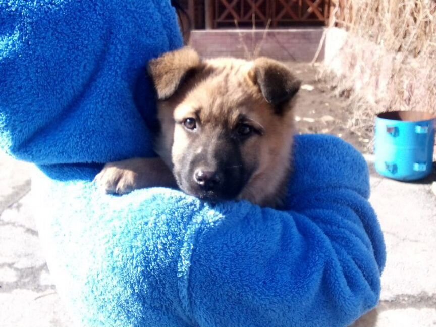 Щеночки в поиске дома