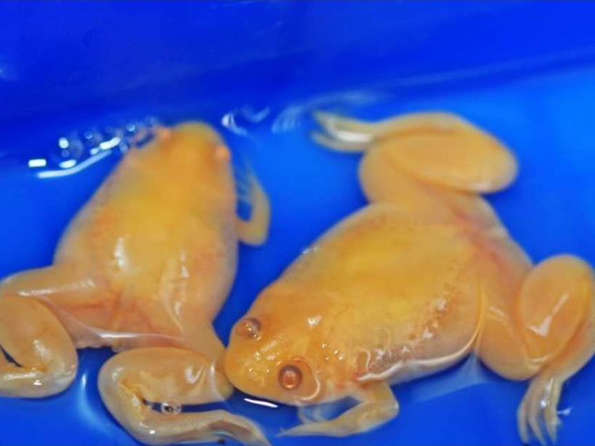 Шпорцевая лягушка