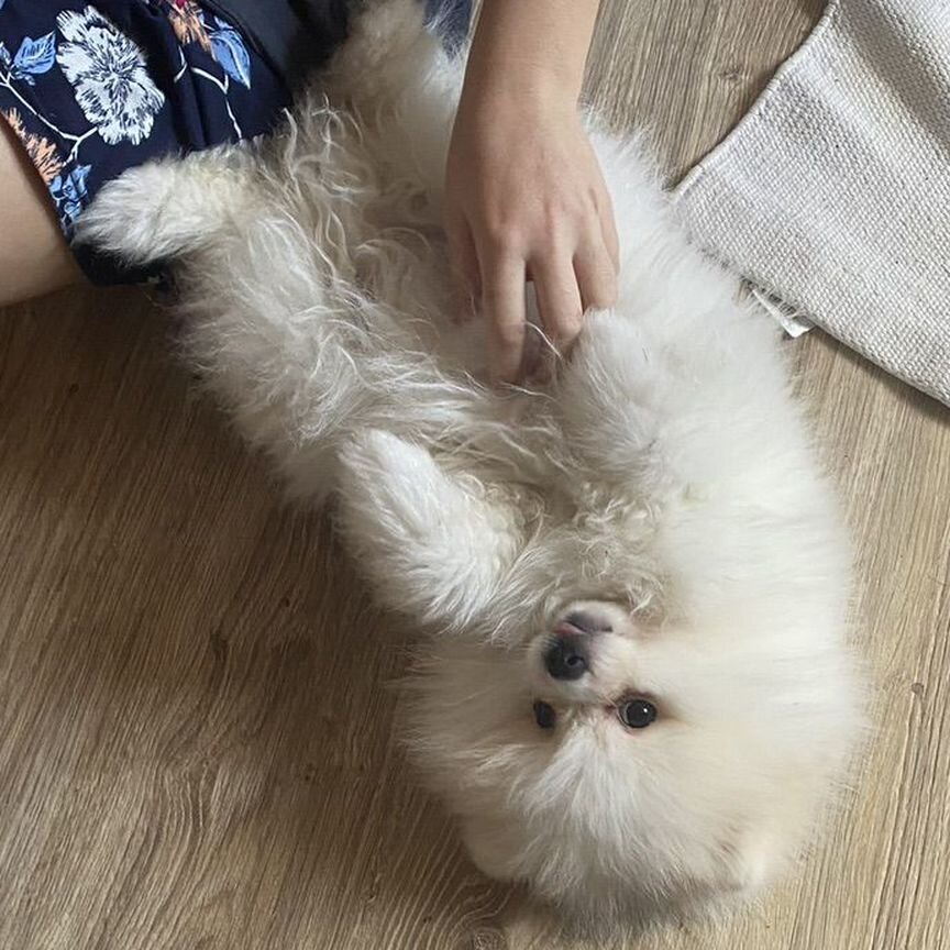 Щенок шпица