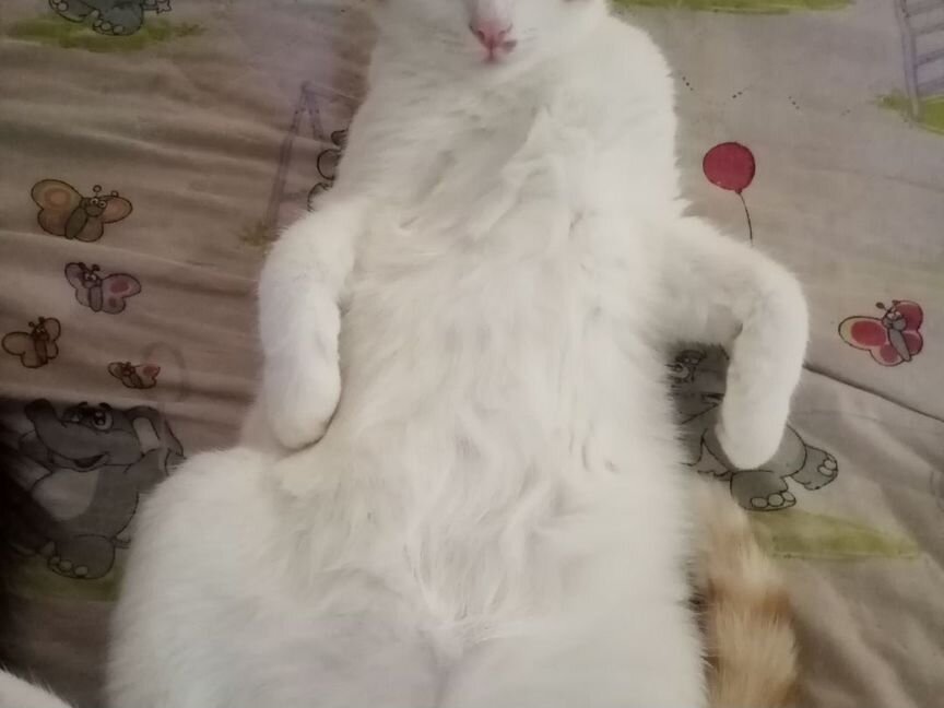 Гладкошёрстный кот