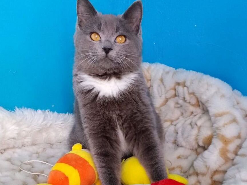 Красотка в дар