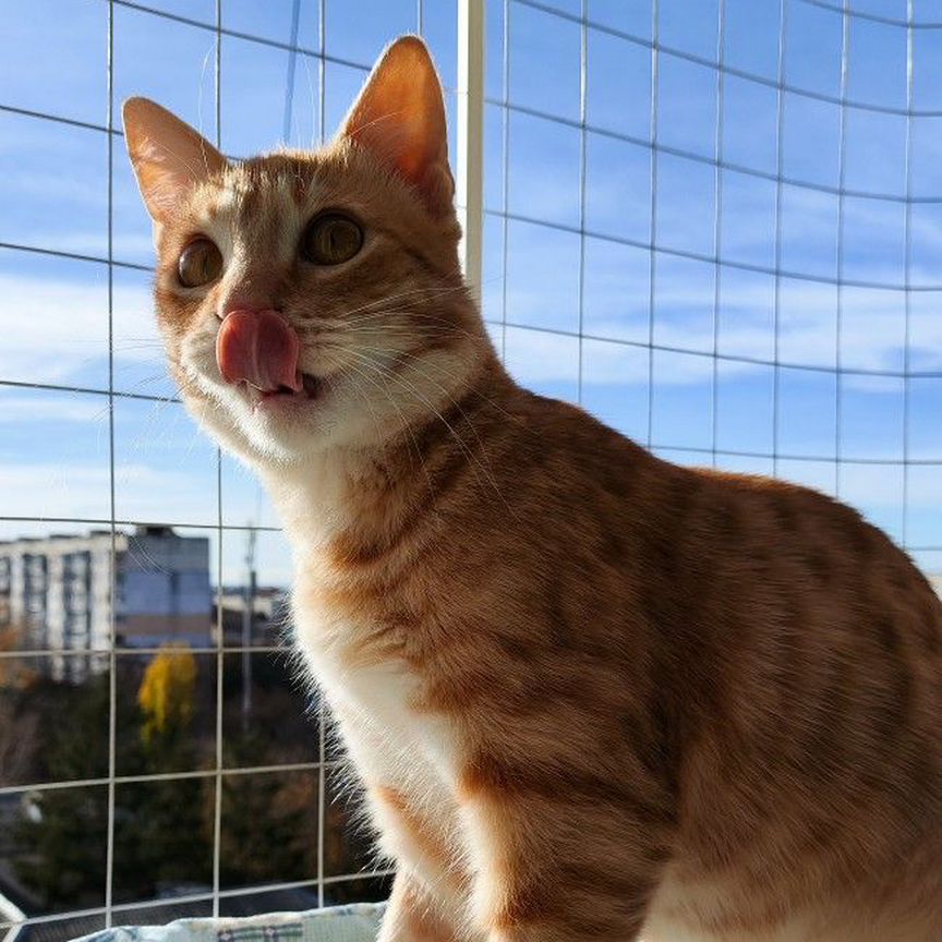 Юный рыжий котик
