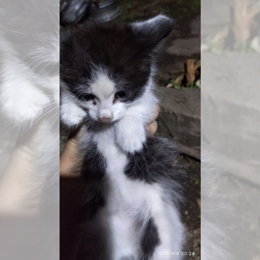 Отдам котёнка в добрые руки