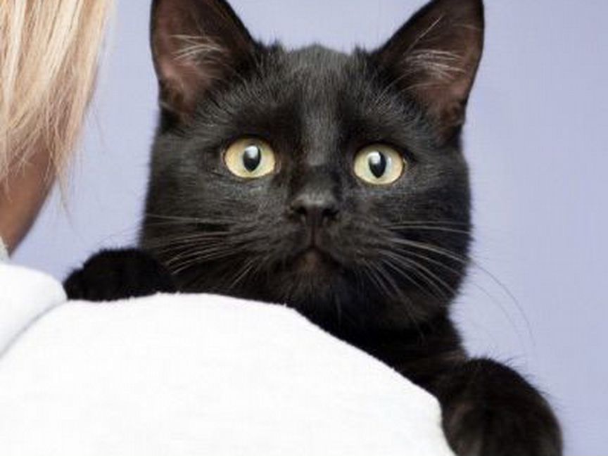 Котенок Солнышко грустит один
