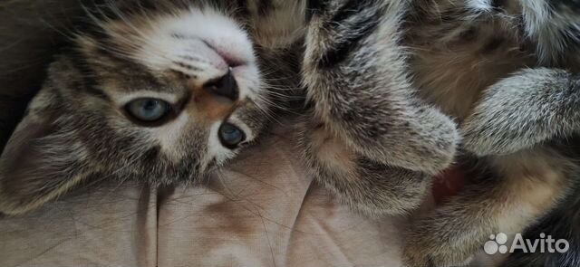Котёнок табби