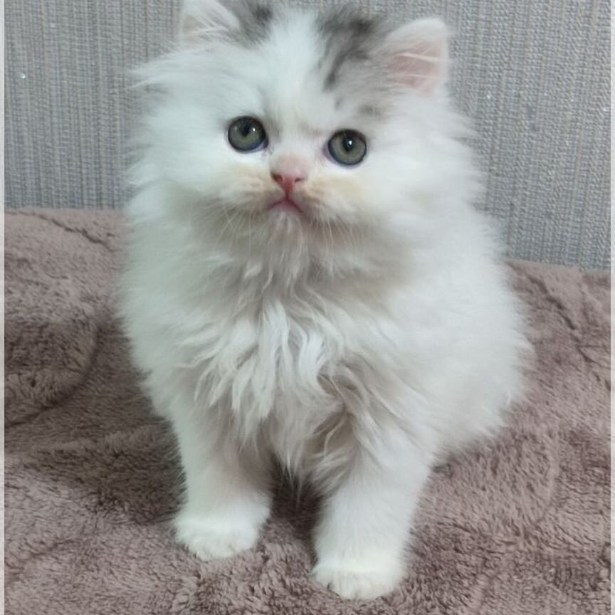 Шотландский вислоухий длинношёрстный котёнок