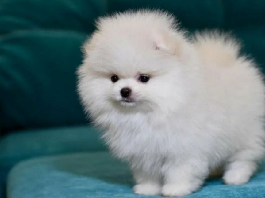 Померанский шпиц