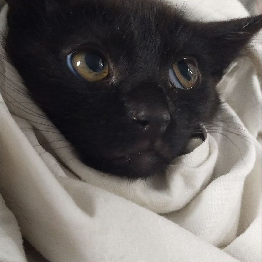 Котенок 2.5 месяца