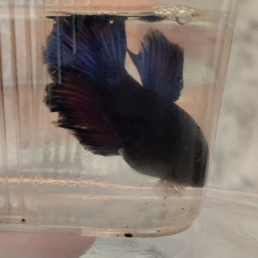 Самка петушка рыбка