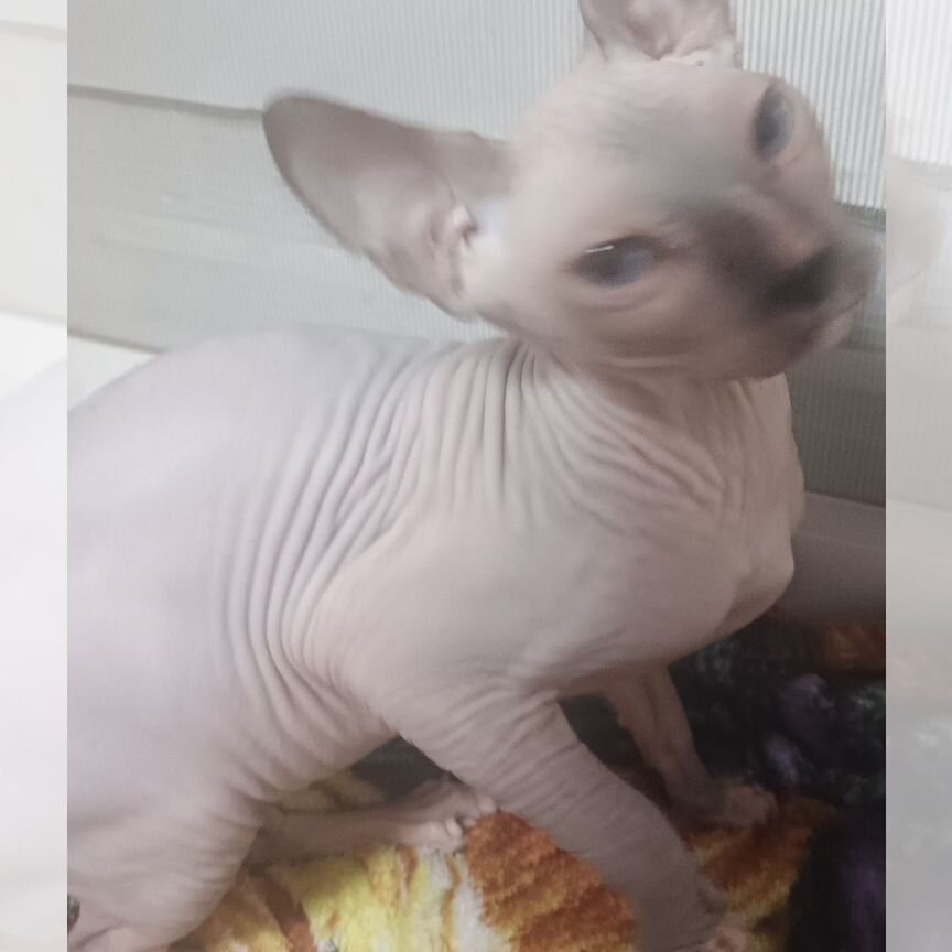 Донской сфинкс котёнок