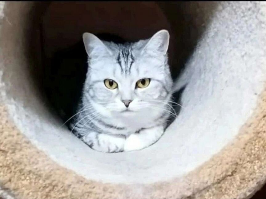 Капризуля Мурчалкин