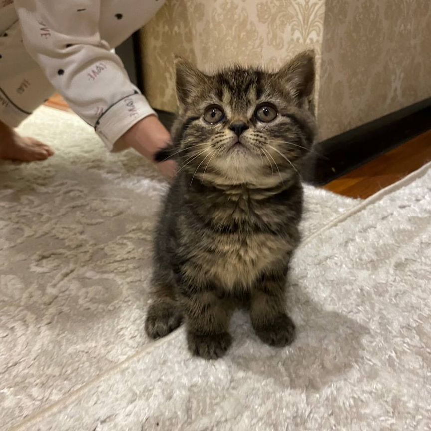 Котенок в добрые руки