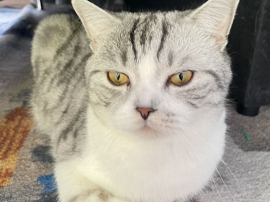 Два кота два брата