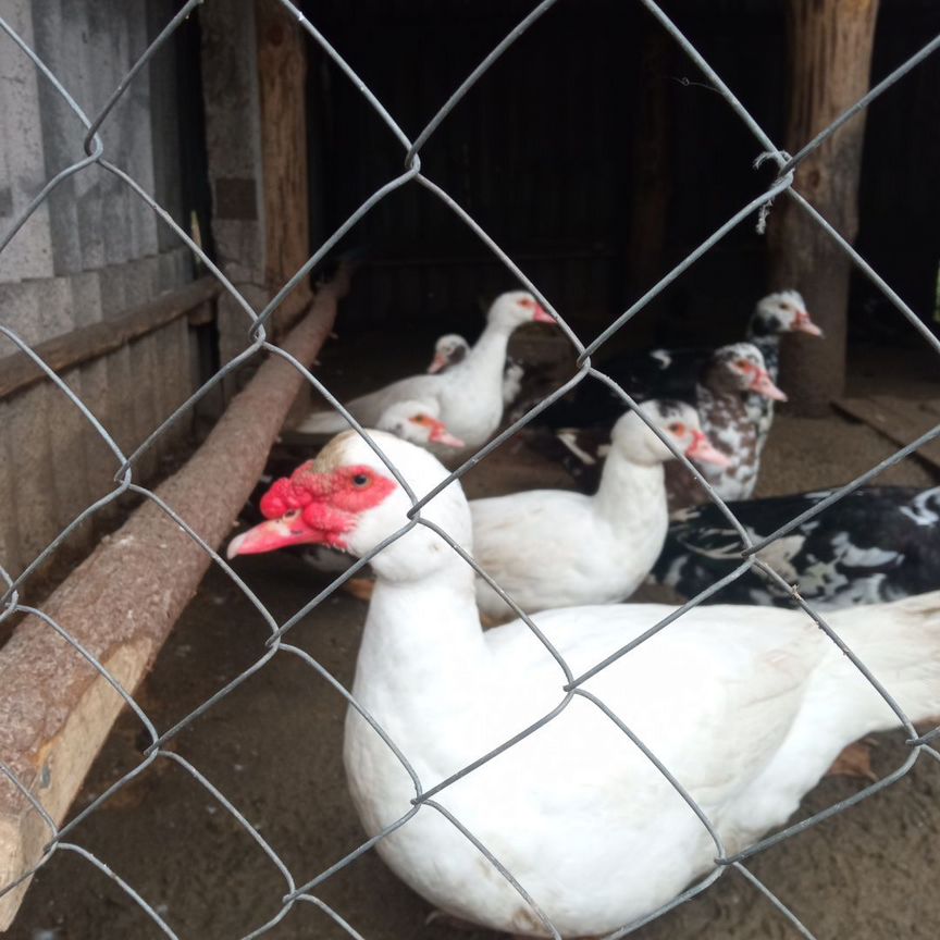 Индоутка тушка