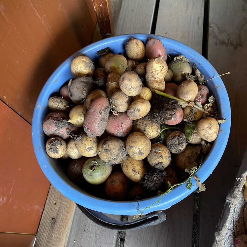 Отдам бесплатно картошку и морковку