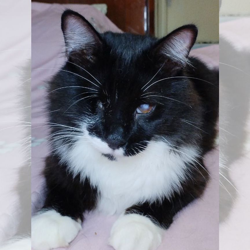 Котик гигант