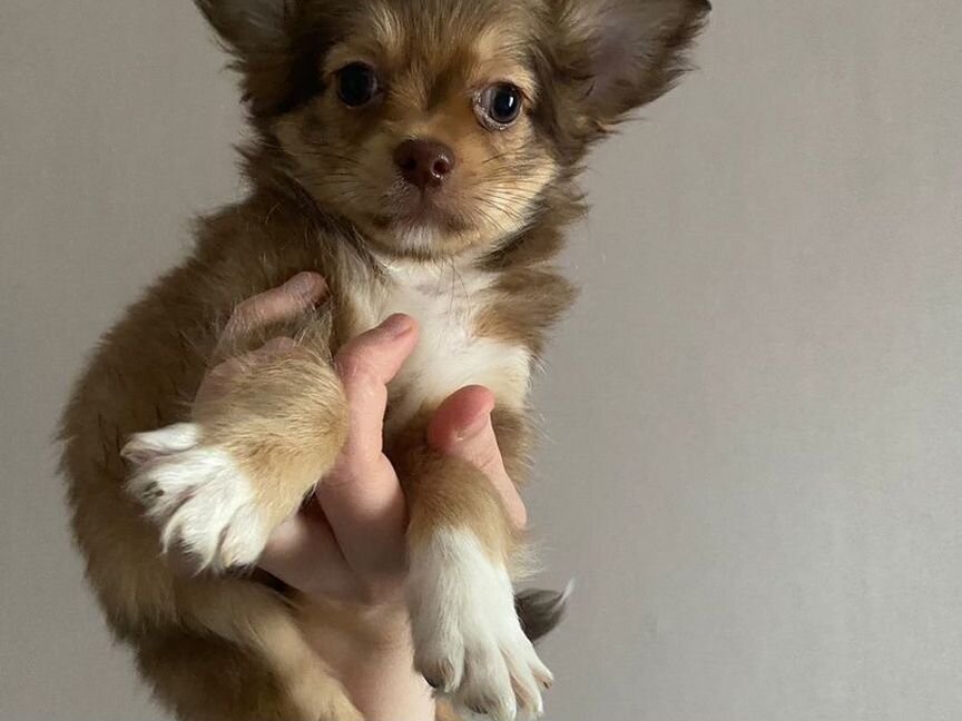 Прелестные очаровательные щенки чихуахуа мальчики