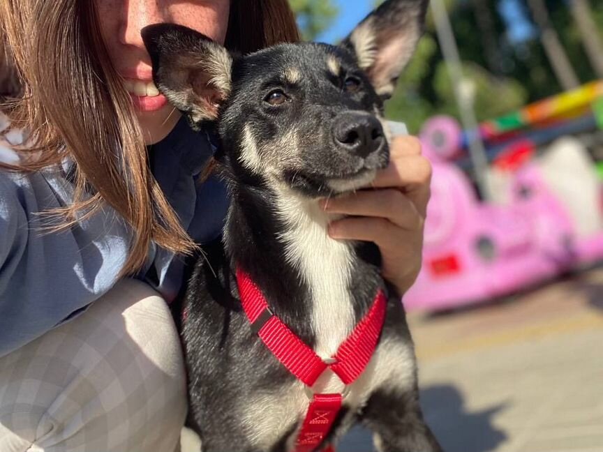 Маленькая Нюша ищет дом