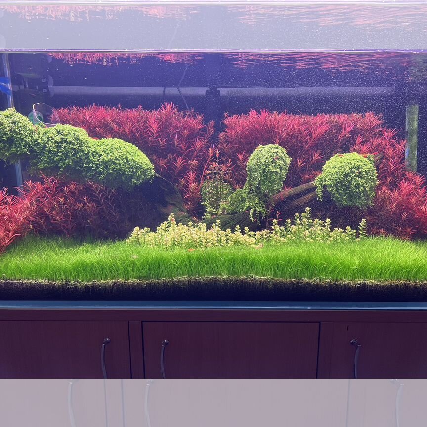 Ротала ротундифолия Rotala rotundifolia