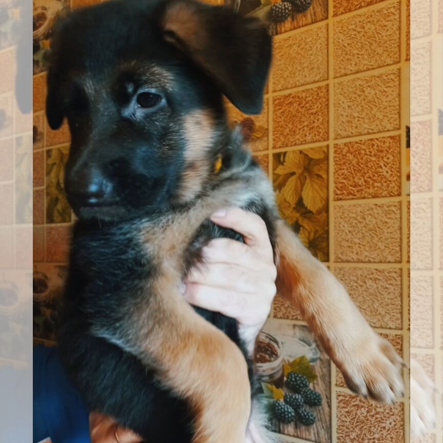 Немецкая овчарка